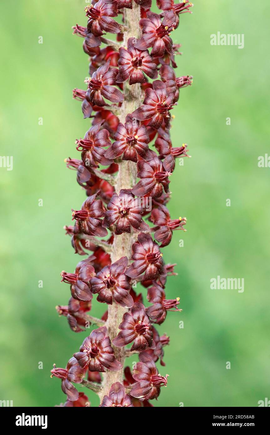 Black False Hellebore (Veratrum nigrum), Melanthiaceae Stock Photo - Alamy