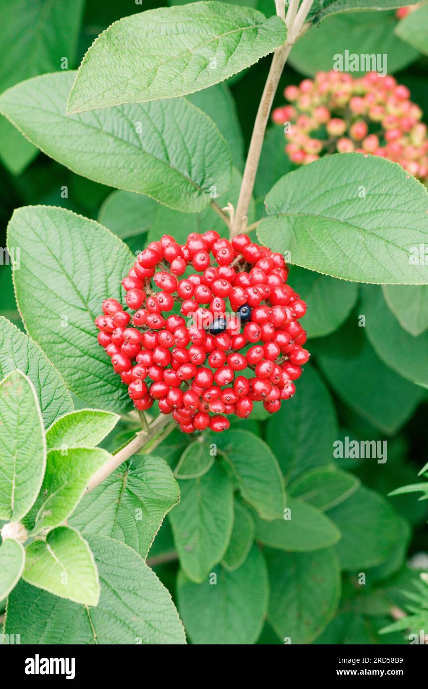 Roadside fire tree, berries, North Rhine-Westphalia (Viburnum lantana ...