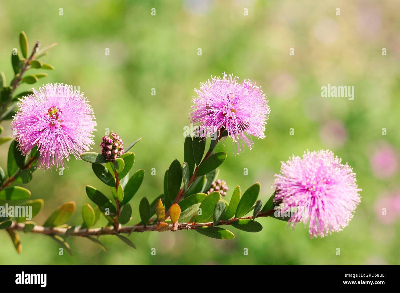 Showy honey myrtle hi-res stock photography and images - Alamy