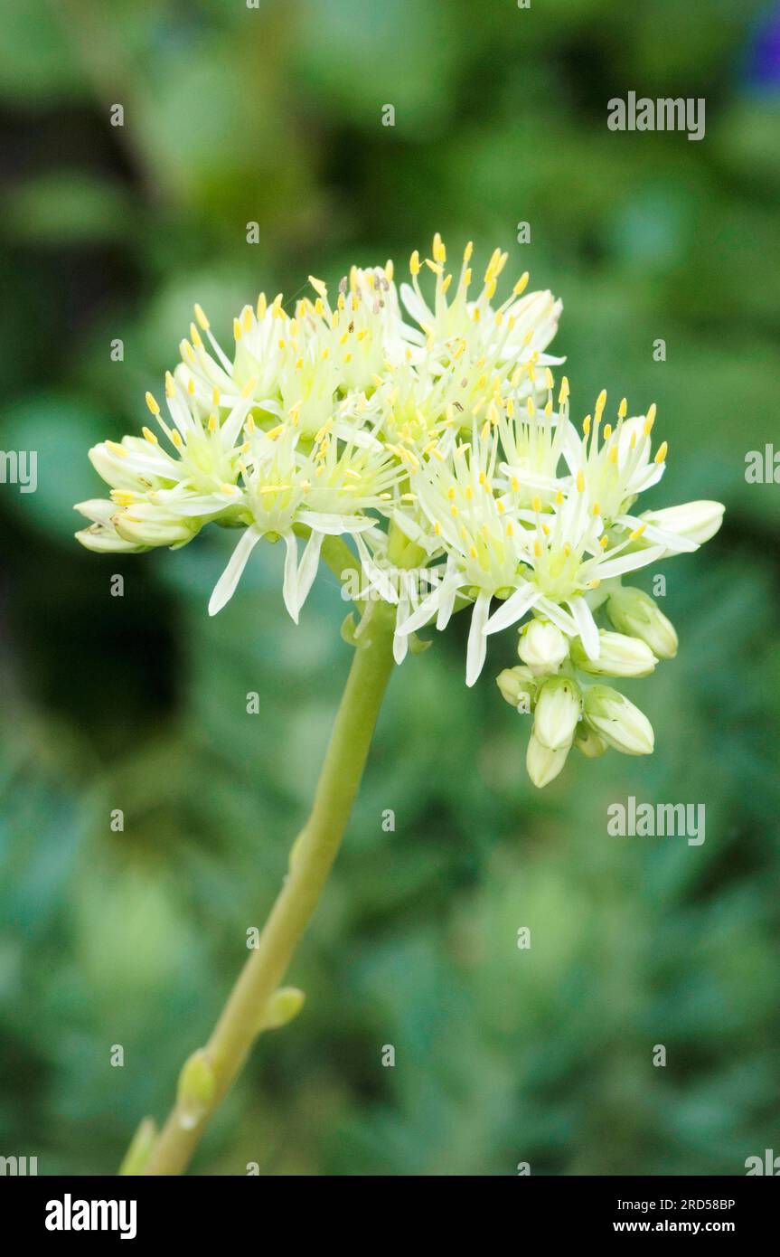 Rock wall pepper, Provence, South of France, reflexed stonecrop (Sedum ...