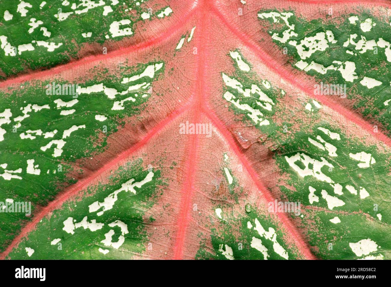 Caladium, elephant ear (Caladium bicolor), Caladia Stock Photo - Alamy