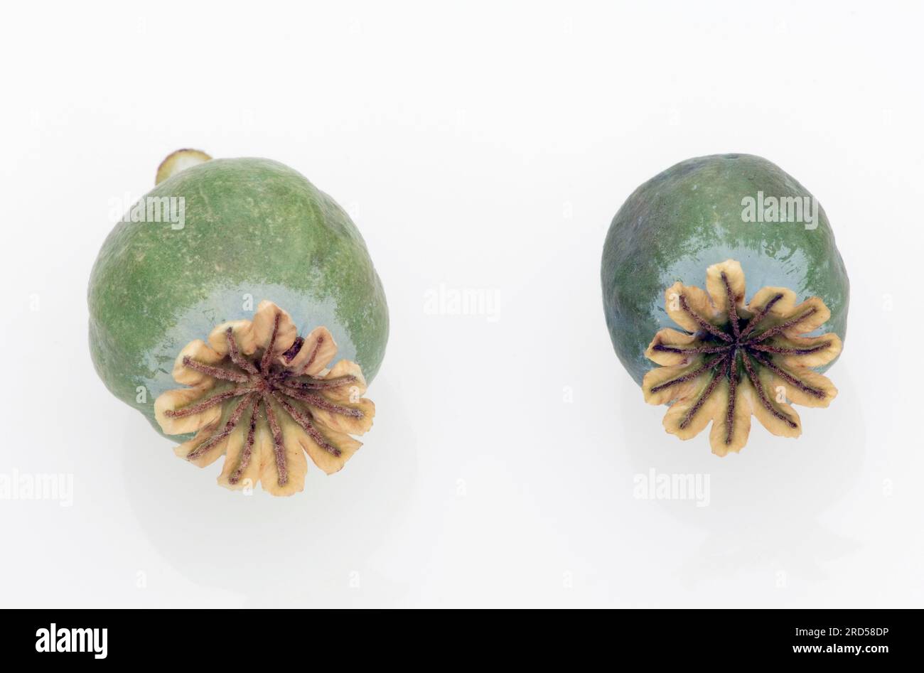 Opium poppy (Papaver somniferum), seed pods Stock Photo - Alamy