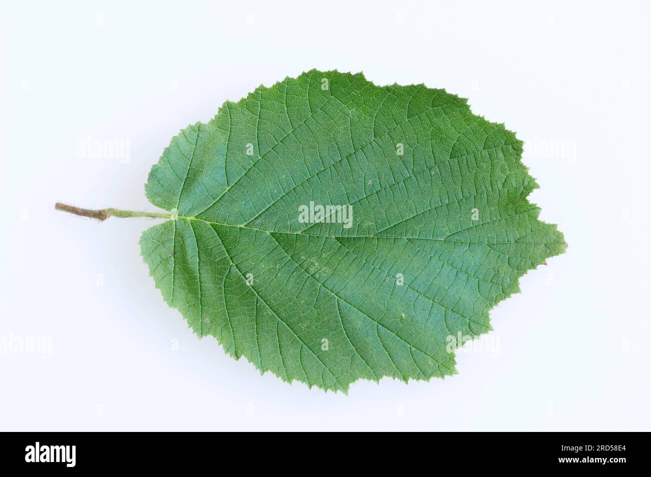 Common hazel (Corylus avellana), leaf Stock Photo - Alamy
