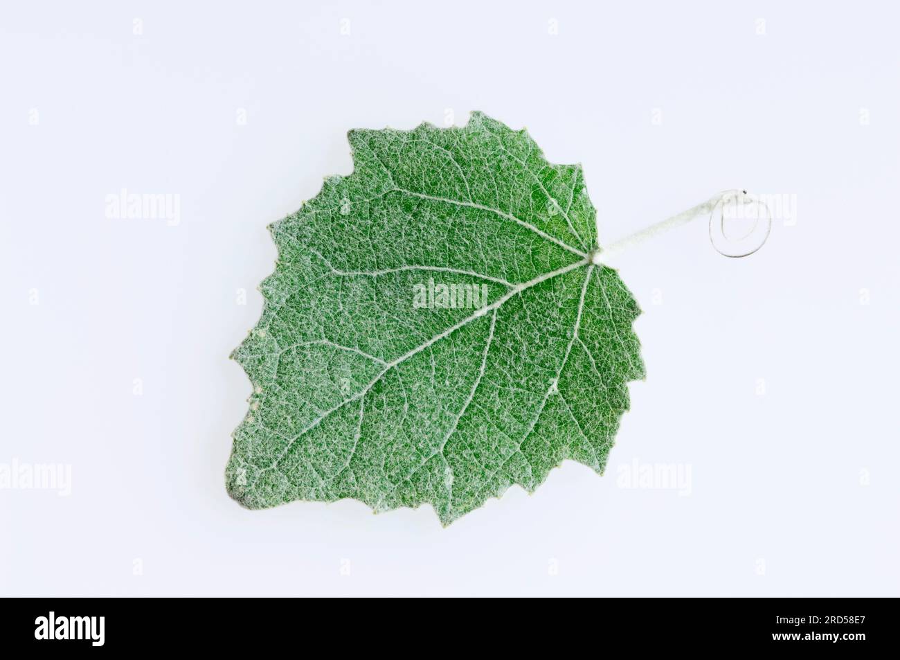 White poplar (Populus alba), leaf, abele Stock Photo - Alamy