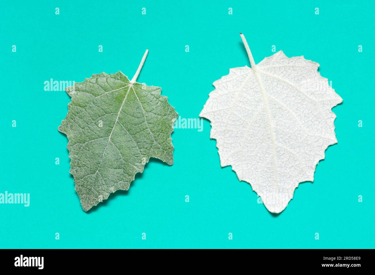 Abele tree hi-res stock photography and images - Alamy