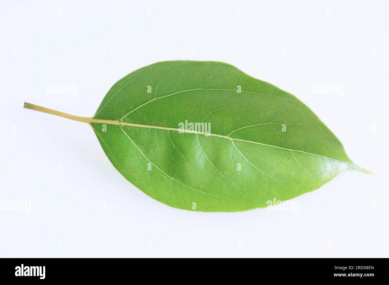 Camphor Tree, leaf, Camphor Laurel (Cinnamomum camphora), Lauraceae ...