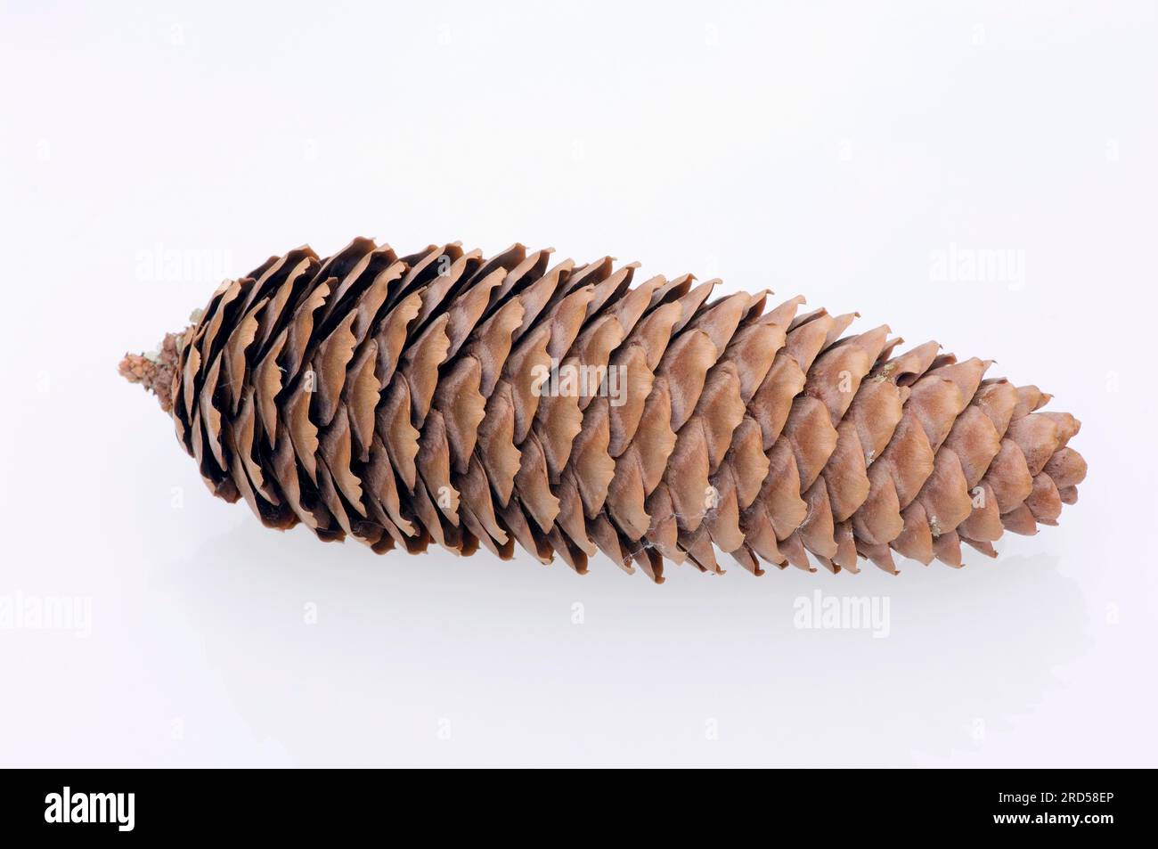Norway Spruce (Picea abies), cone Stock Photo - Alamy
