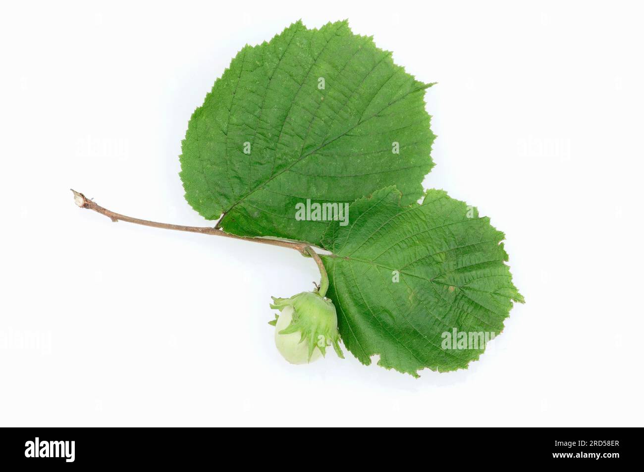 Hazelnut and leaves (Corylus avellana Stock Photo - Alamy