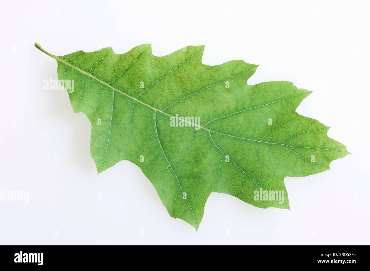 American Red Oak (Quercus rubra), leaf Stock Photo - Alamy