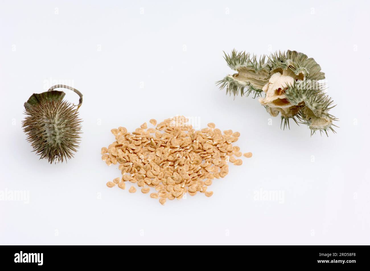 Jimson weed (Datura stramonium), seed head and seed, Jimson weed Stock ...