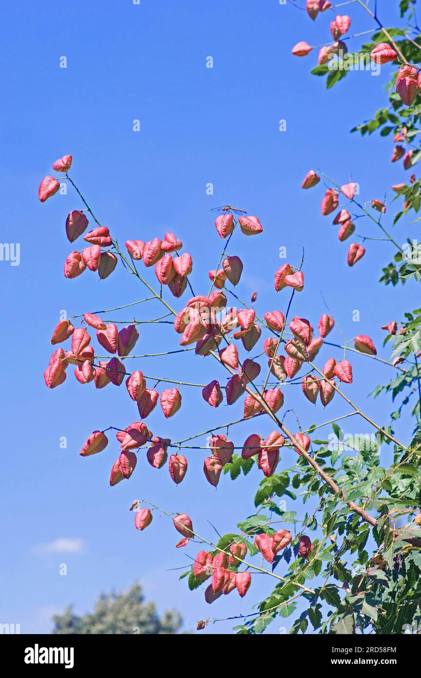 Golden Raintree, branch with fruit (Koelreuteria paniculata), Panicled ...