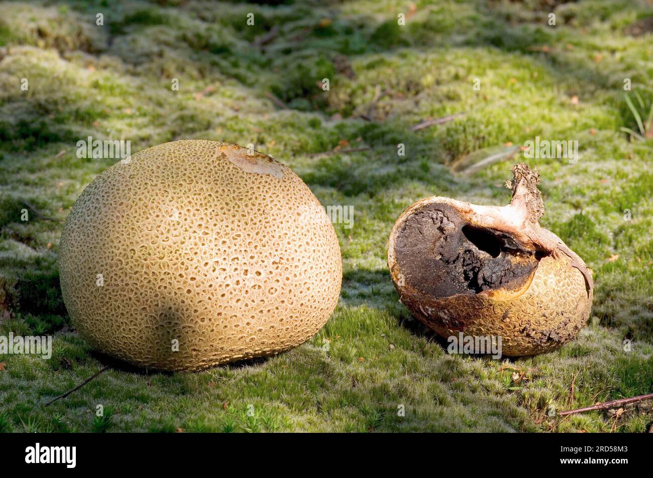 Common Earthball (Scleroderma citrinum), common earthball, Germany ...