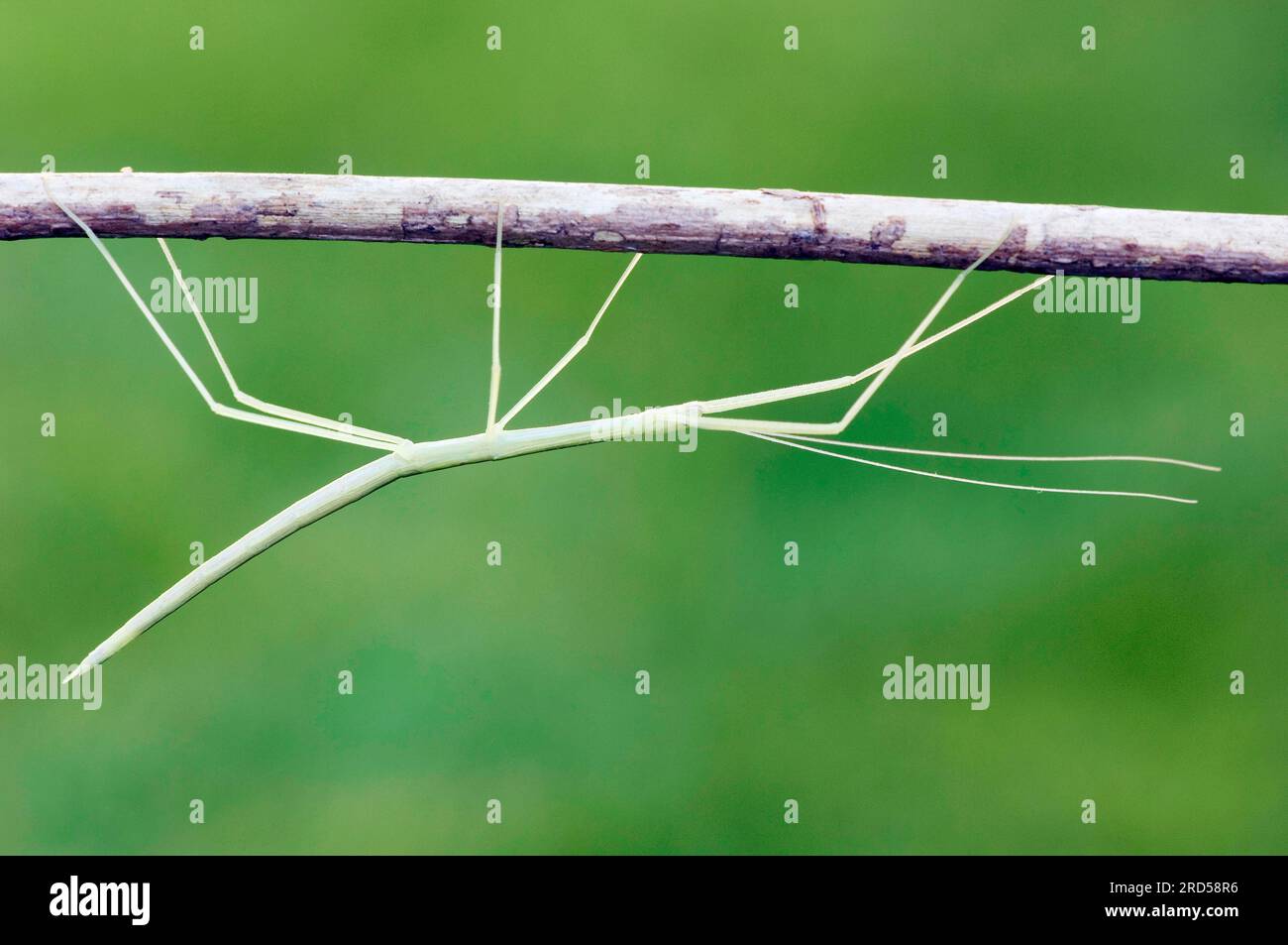 Young Pink Winged Stick Insect (Sipyloidea sipylus Stock Photo - Alamy