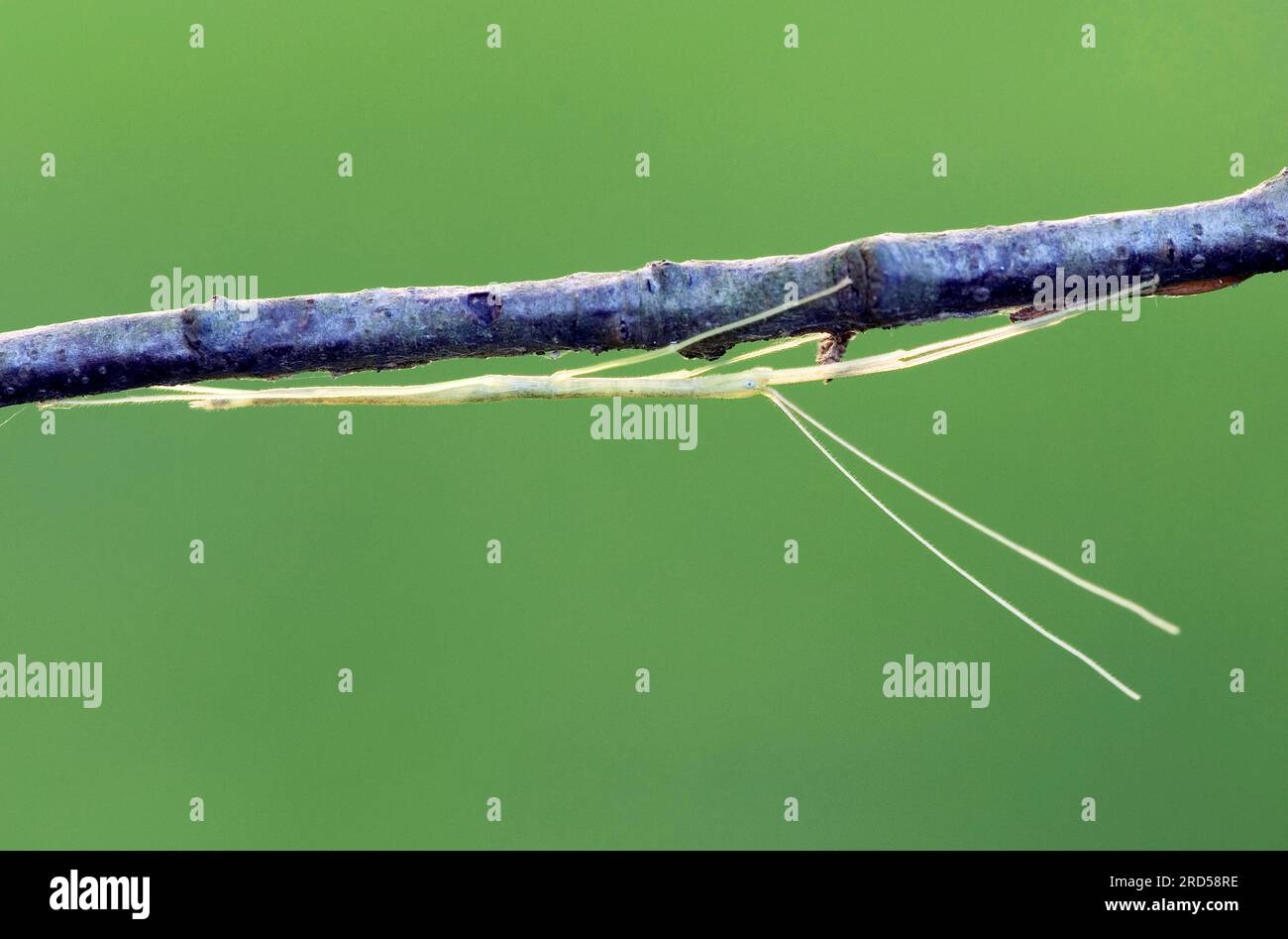 Winged pink winged stick insect (Sipyloidea sipylus), juvenile, stick ...