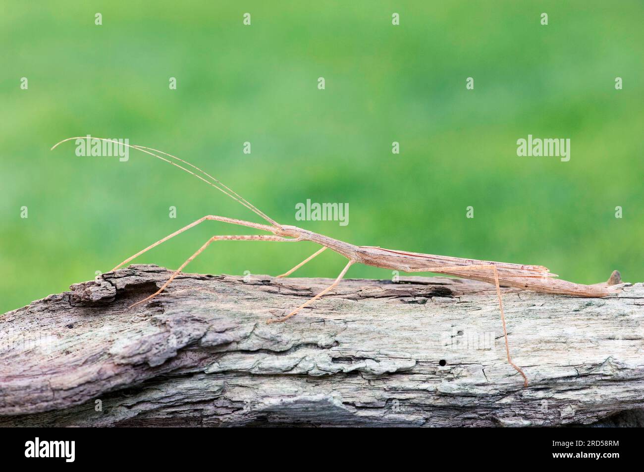 Winged stick insect (Sipyloidea sipylus), stick insect, rose-winged ...