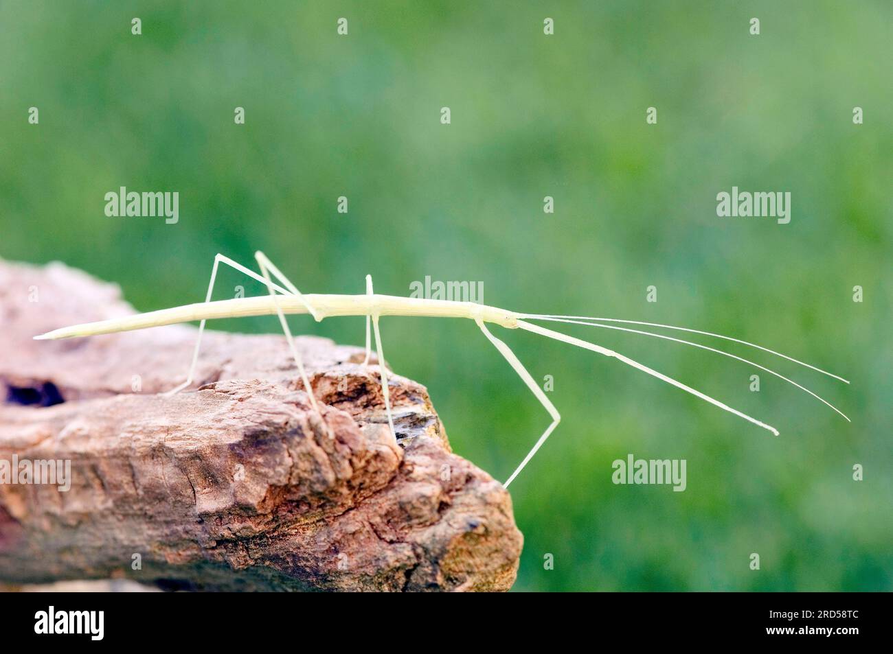 Winged pink winged stick insect (Sipyloidea sipylus), juvenile, stick ...