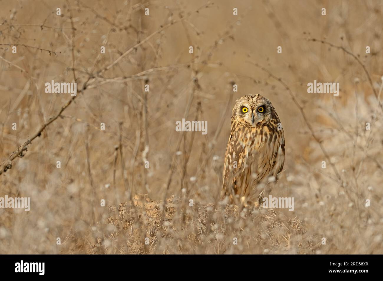 The owl is watching the photographer in the dry grass. Short-eared Owl ...