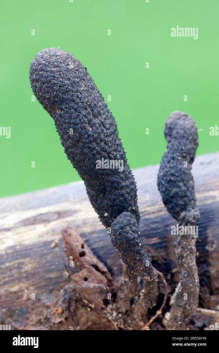 Deadman's finger, dead man's fingers (Xylaria polymorpha), Germany ...