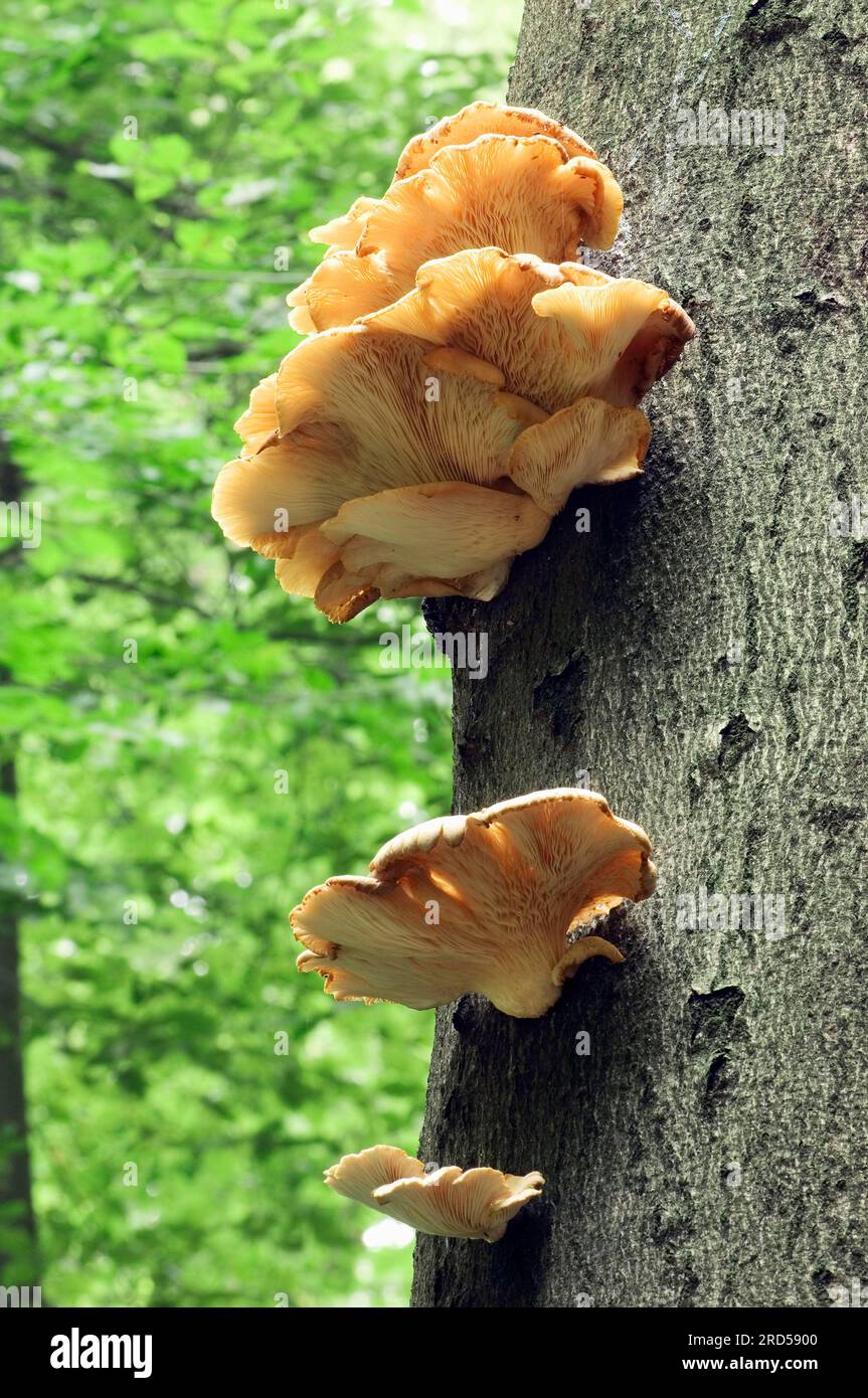 Branched oyster mushroom, branched oyster fungus (Pleurotus cornucopiae ...