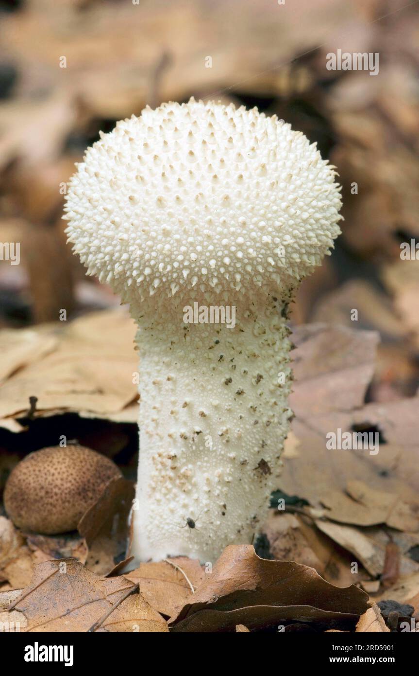 Common puffball (Lycoperdon perlatum), common puffball (Lycoperdon ...