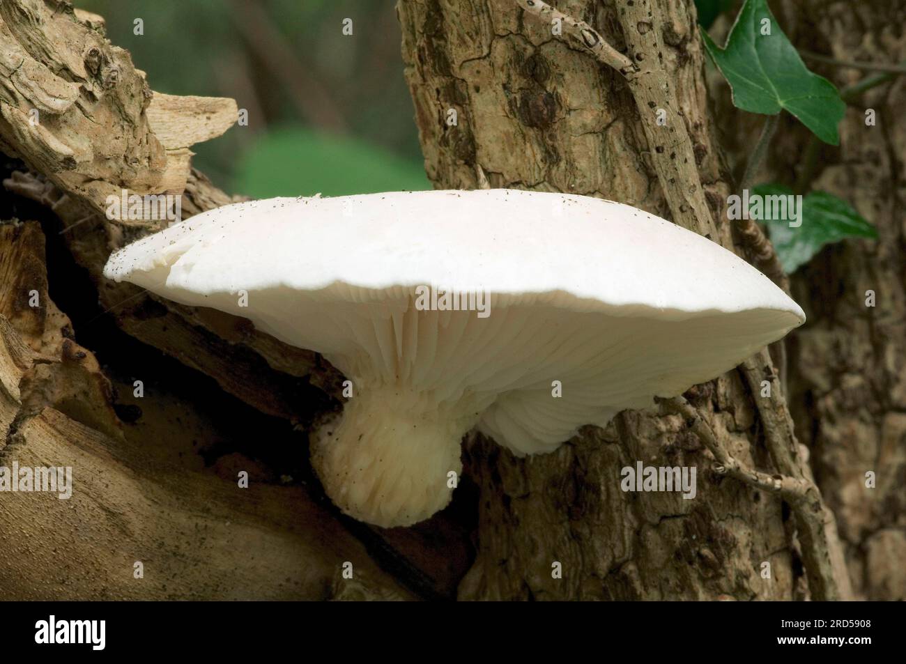 Branched oyster mushroom, branched oyster fungus (Pleurotus cornucopiae ...
