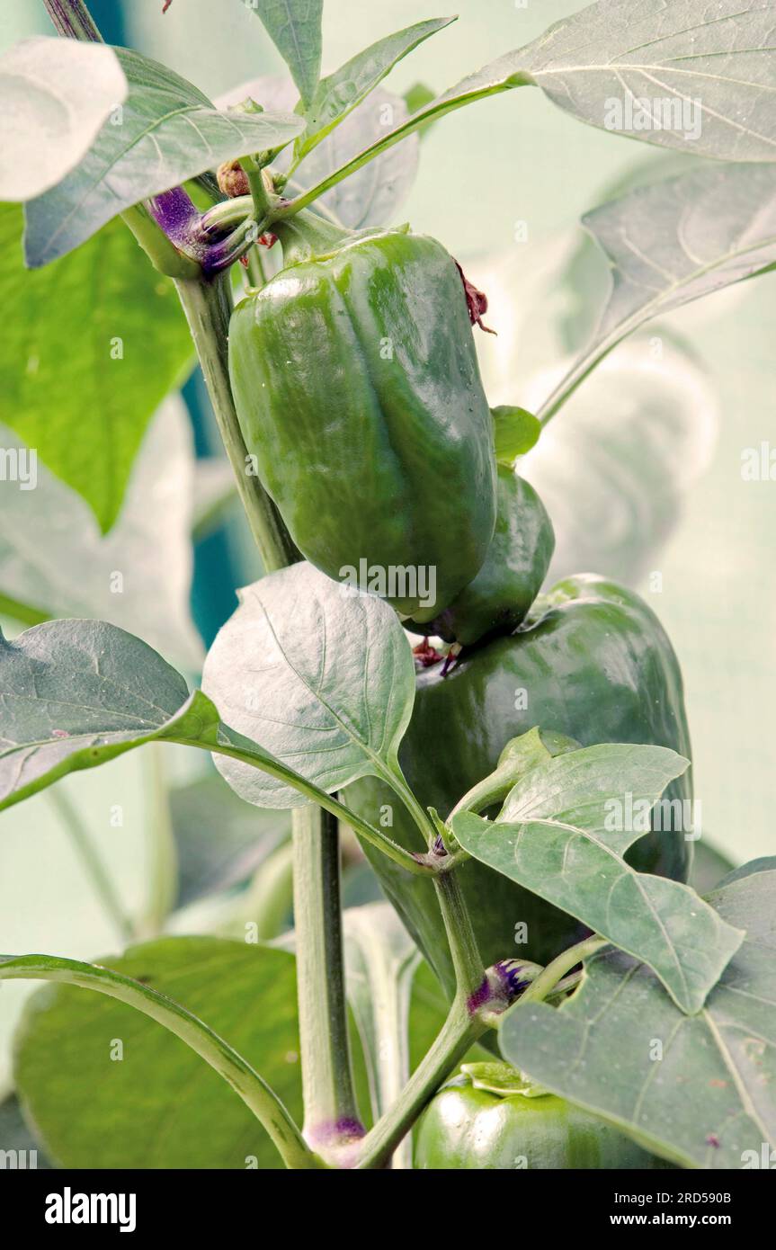 Sweet pepper (Capsicum annuum), fruits Stock Photo - Alamy