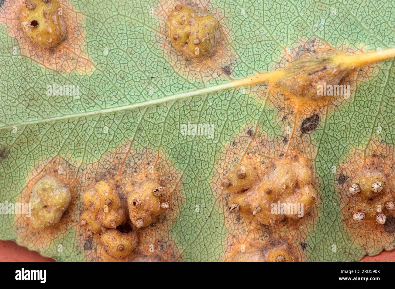 Pear lattice rust (Gymnosporangium sabinae) on pear leaf, fungal ...