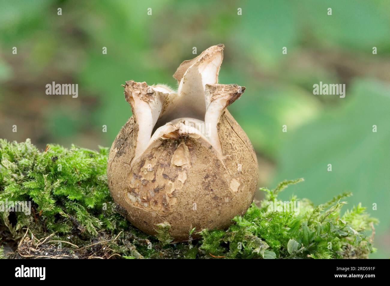 Collared Earthstar (Geastrum triplex), North Rhine-Westphalia, Germany ...