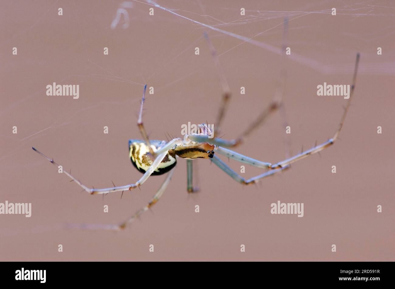 Leaf web spider, North Rhine-Westphalia (Linyphia triangularis), money ...