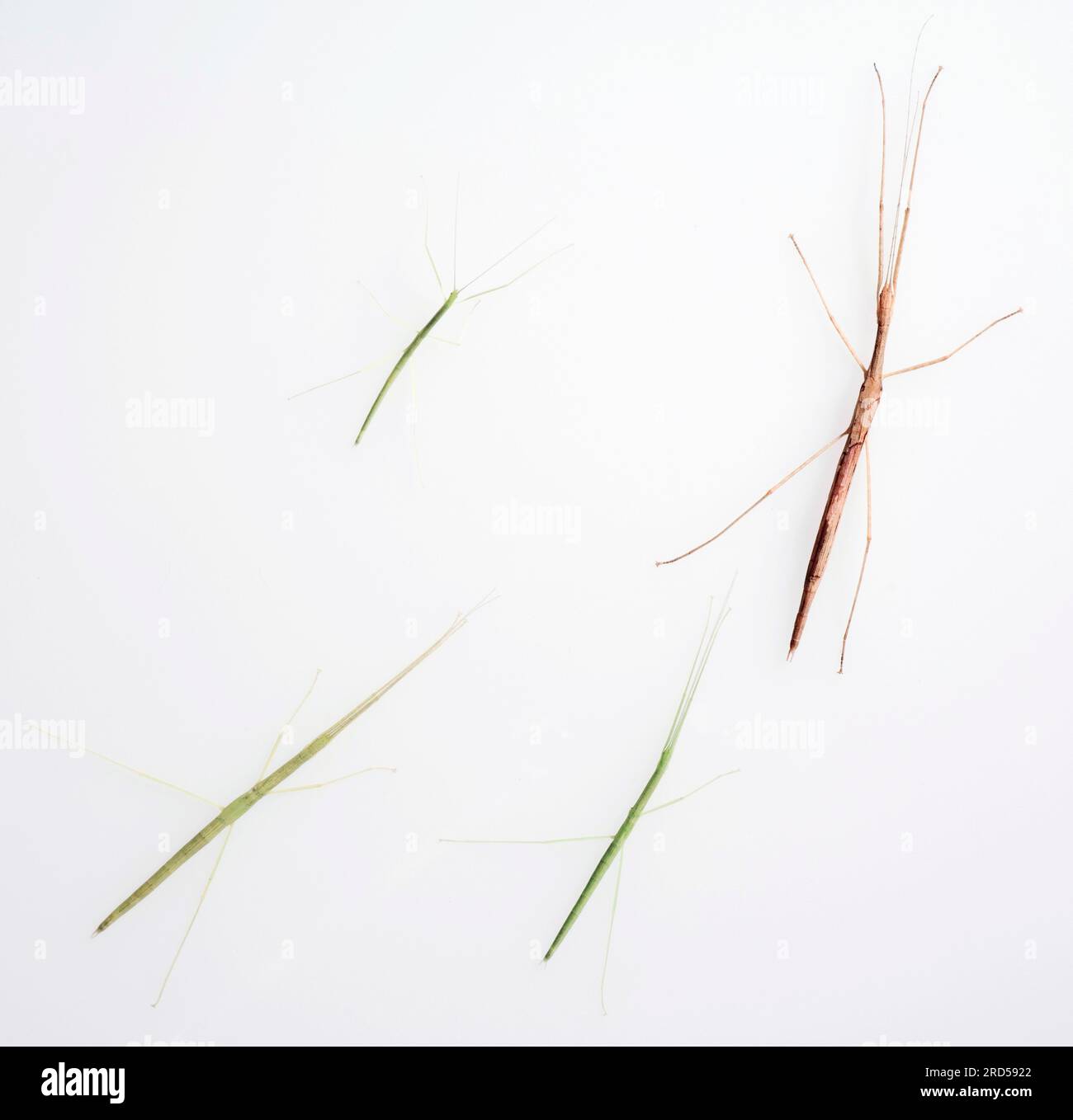 Four winged insects hi-res stock photography and images - Alamy