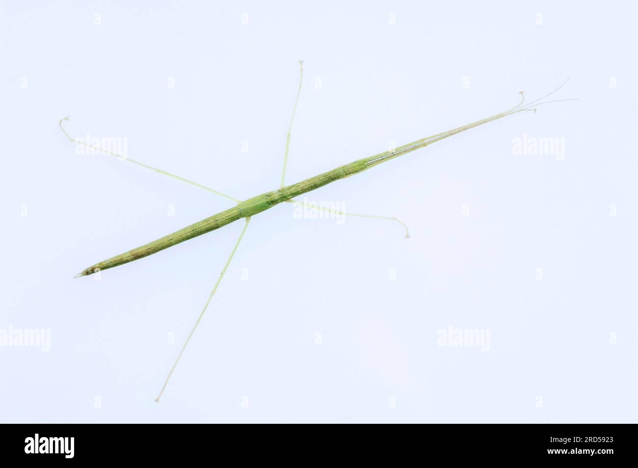Winged pink winged stick insect (Sipyloidea sipylus), juvenile, stick ...