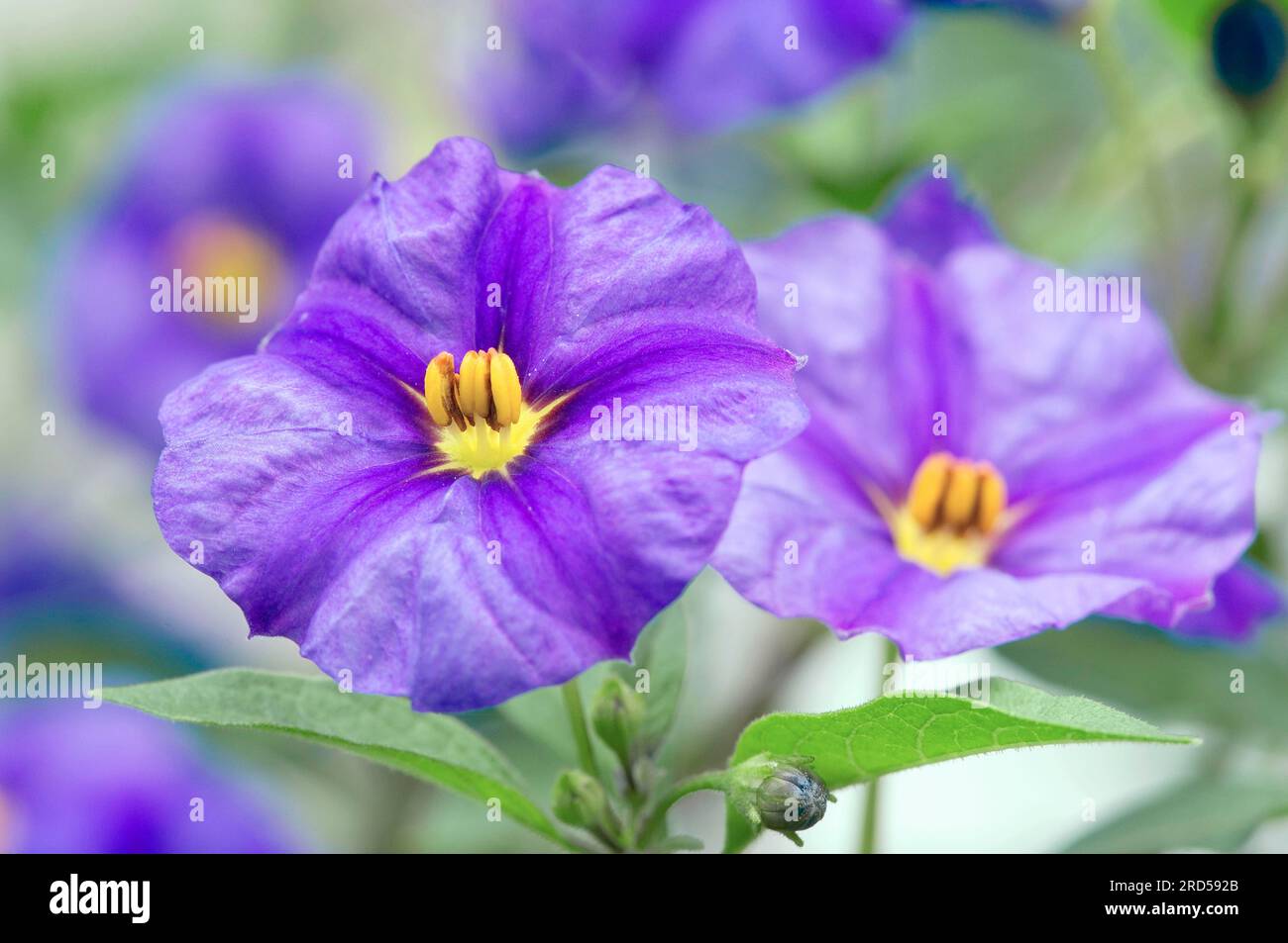 Blue Potato Bush (Solanum rantonnetii), Blue Solanum Stock Photo - Alamy