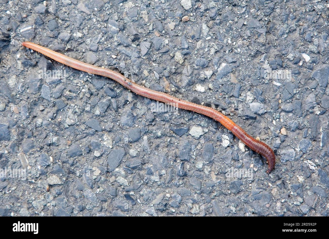 Common earthworm (Lumbricus terrestris), North Rhine-Westphalia, dew ...