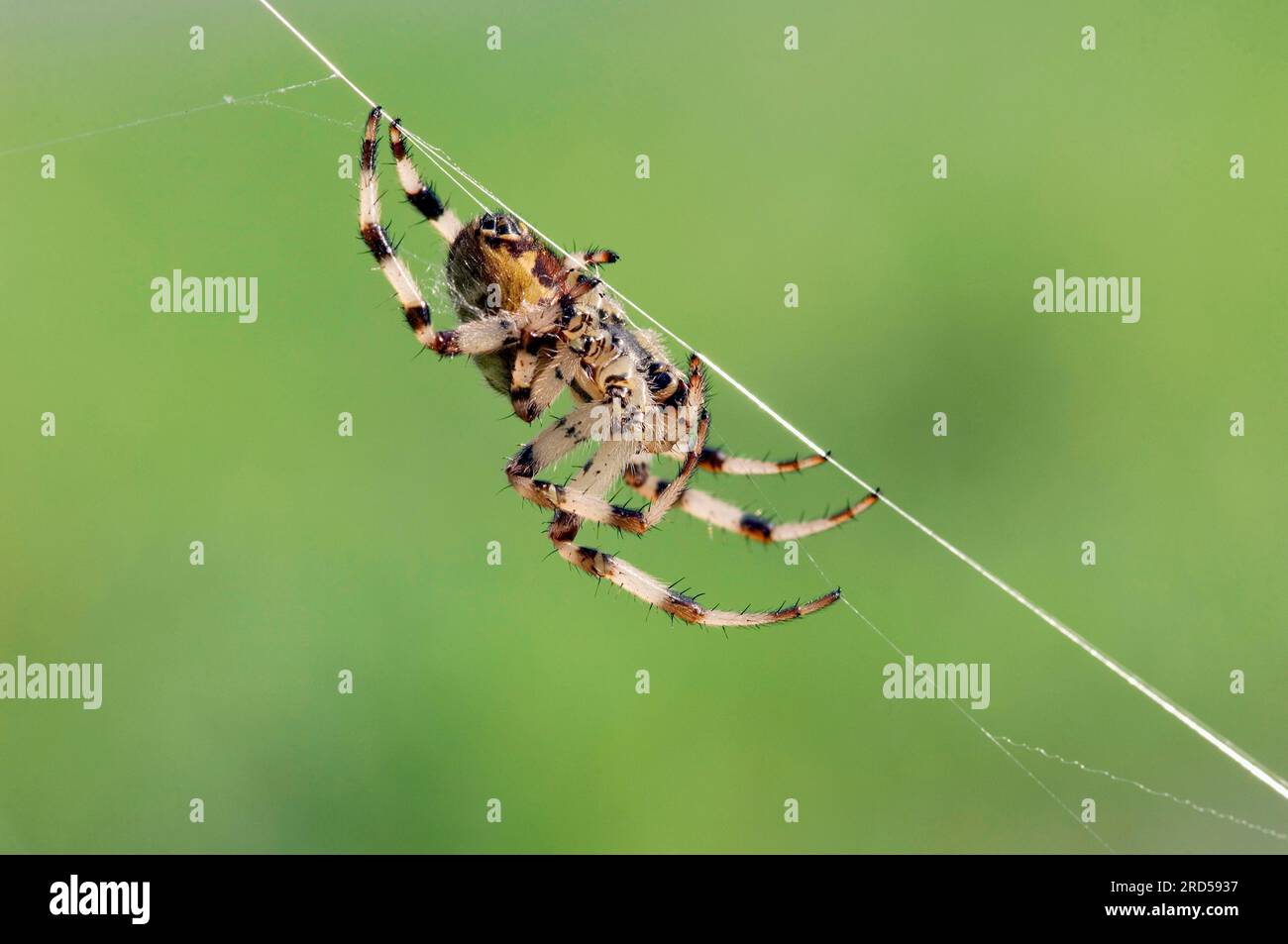 Four Spot Orb Weaver, North Rhine-Westphalia, Germany (Araneus ...