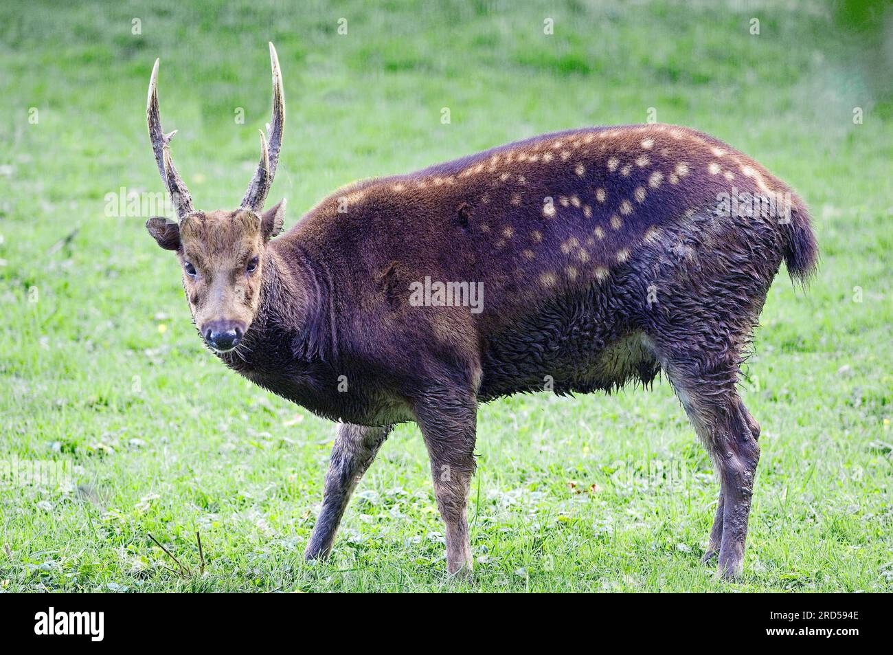 Visayan spotted deer (Cervus alfredi), male, lateral view Stock Photo ...