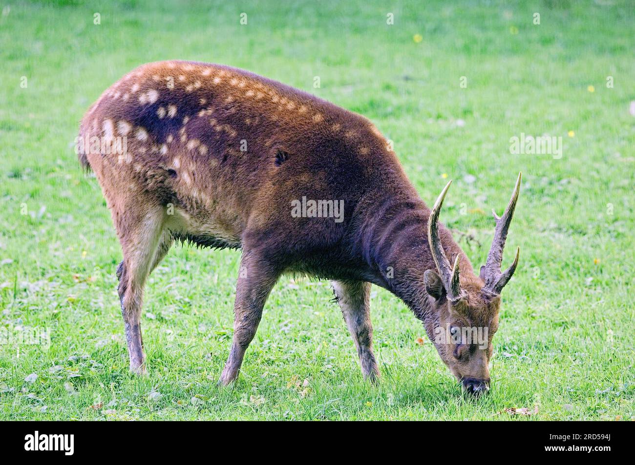Visayan spotted deer (Cervus alfredi), male Stock Photo - Alamy