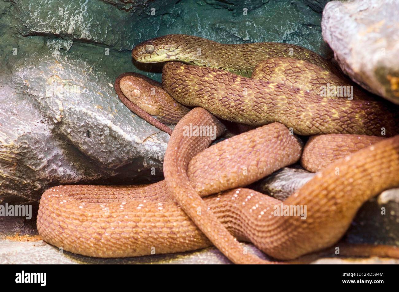 Central African egg-eating snake, Dasypeltis fasciata, egg-eating snake ...