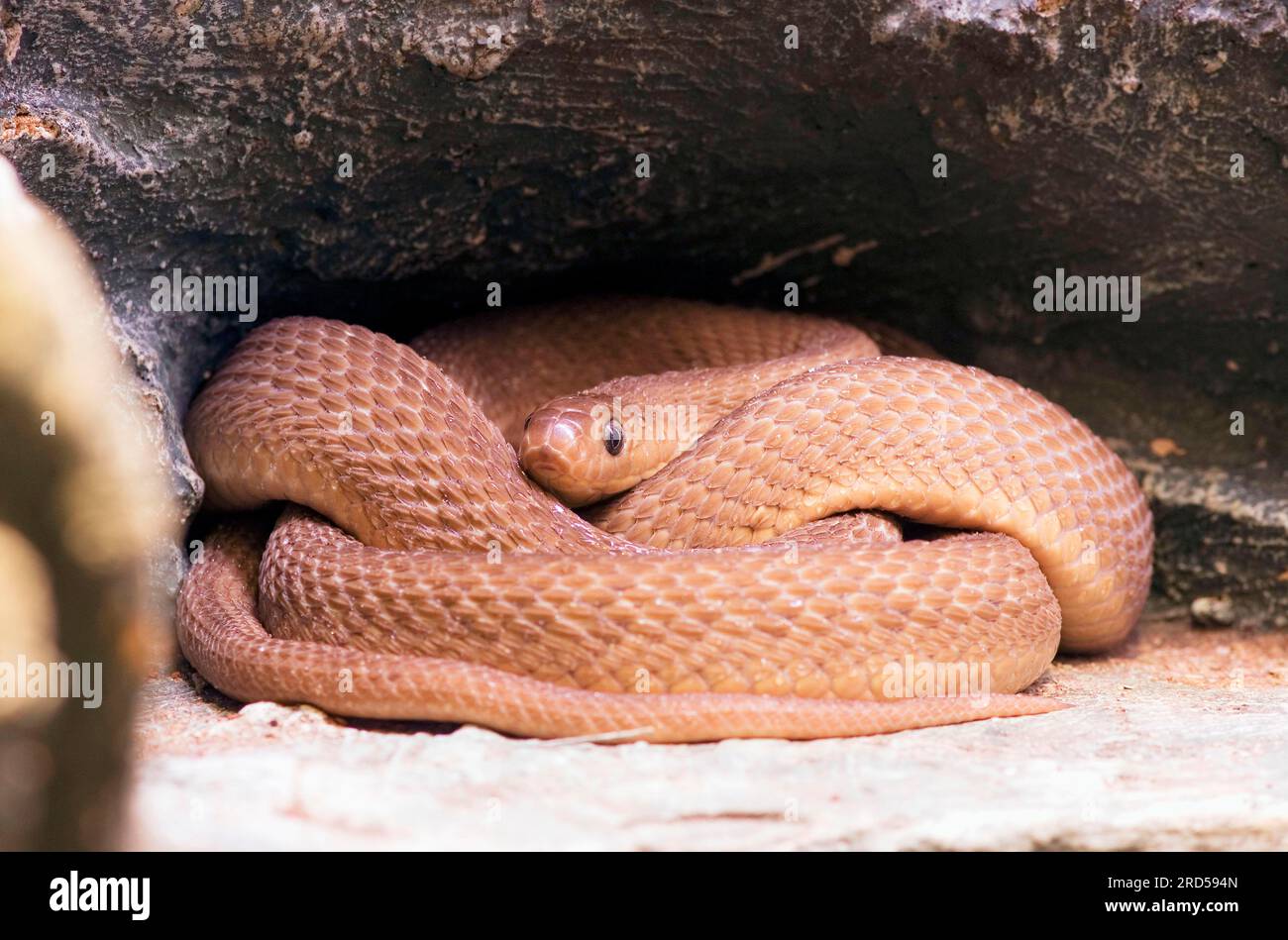 Central African Egg-eating Snake, Dasypeltis fasciata, Egg-eating Snake ...