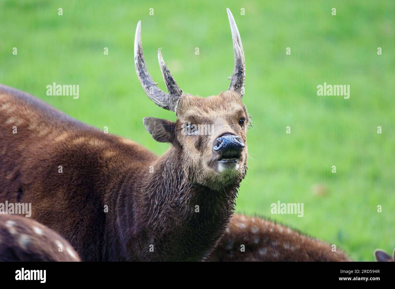 Visayan spotted deer (Cervus alfredi), male, flehmen Stock Photo - Alamy