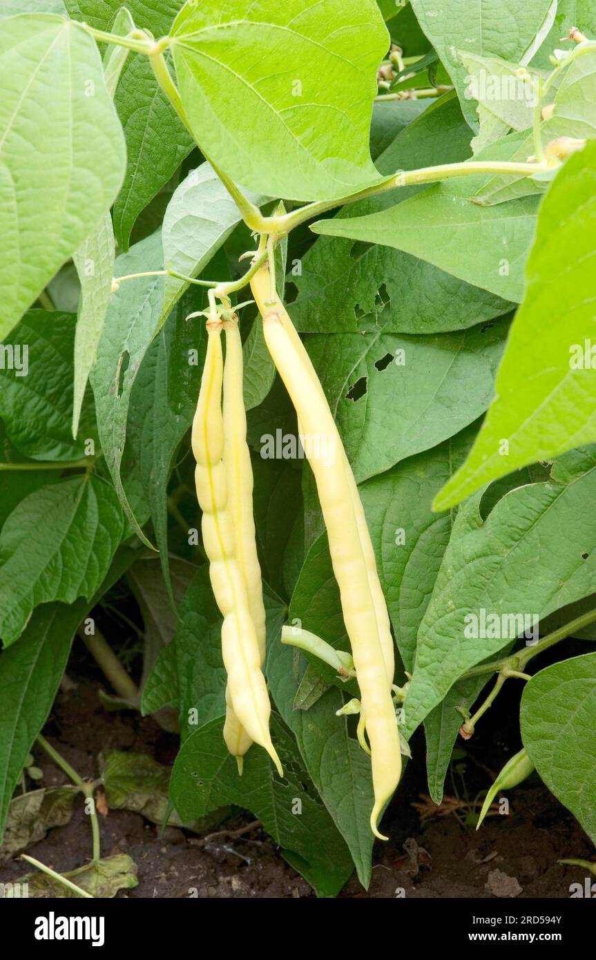 Broad beans (Phaseolus vulgaris nanus Stock Photo - Alamy