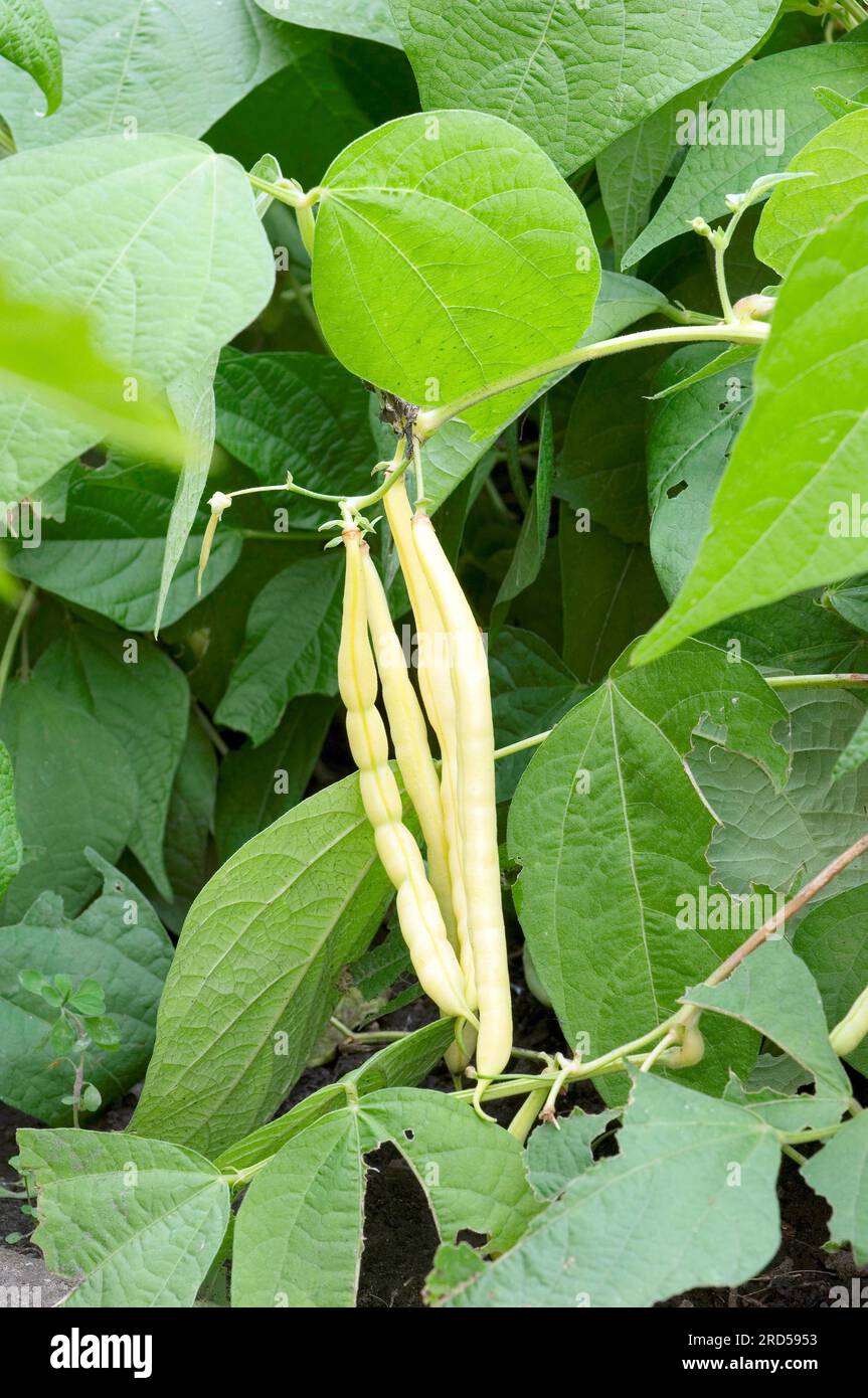 Broad beans (Phaseolus vulgaris nanus Stock Photo - Alamy