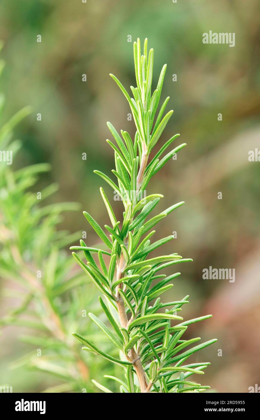 Rosemary spice medicinal plant hi-res stock photography and images - Alamy
