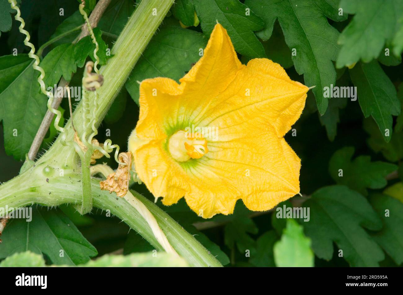 Garden pumpkin (Cucurbita pepo), flower Stock Photo - Alamy
