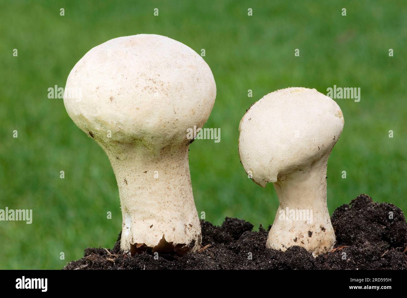 Pestle-shaped Puffballs, North Rhine-Westphalia, Germany (Calvatia ...