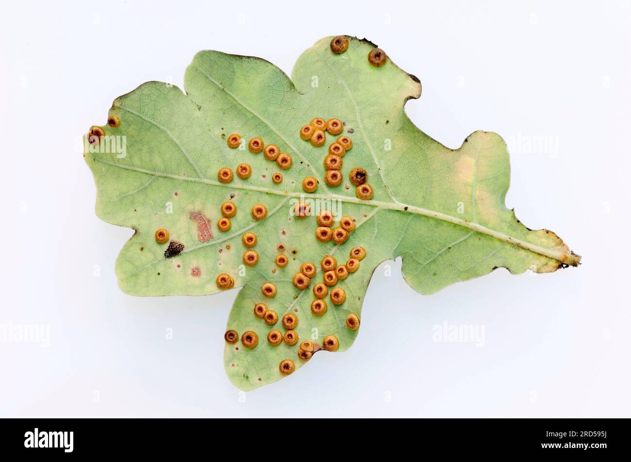 Galls of the silk button gall wasp on oak leaf, North Rhine-Westphalia ...