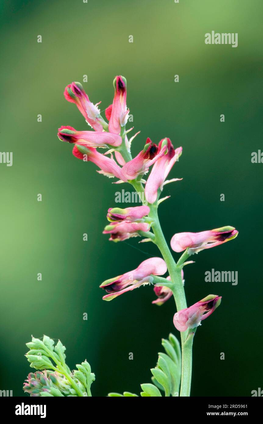 Common fumitory (Fumaria officinalis), North Rhine-Westphalia, common ...