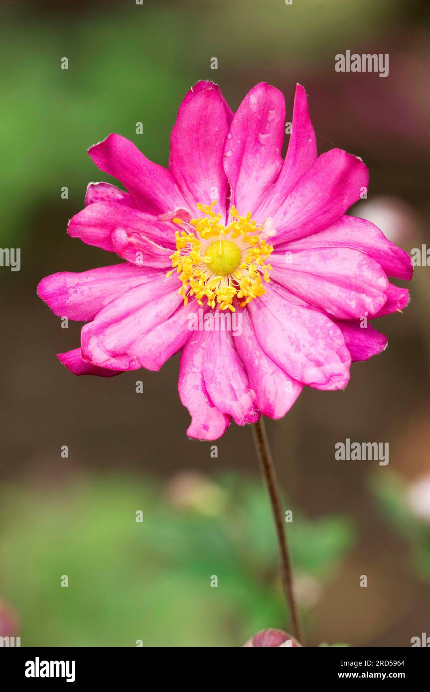 Japanese Autumn Anemone 'Little Red Riding Hood' (Anemone japonica ...
