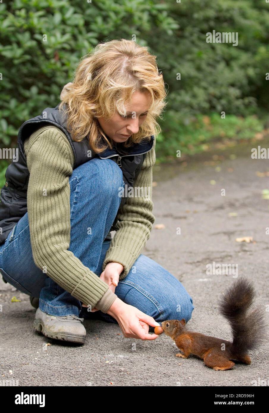 Woman feeding eurasian red squirrel (Sciurus vulgaris), North Rhine ...