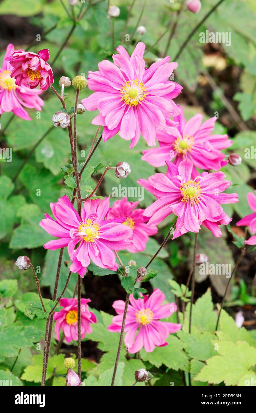 Japanese Autumn Anemone 'Bressingham Glow' (Anemone japonica hybride ...