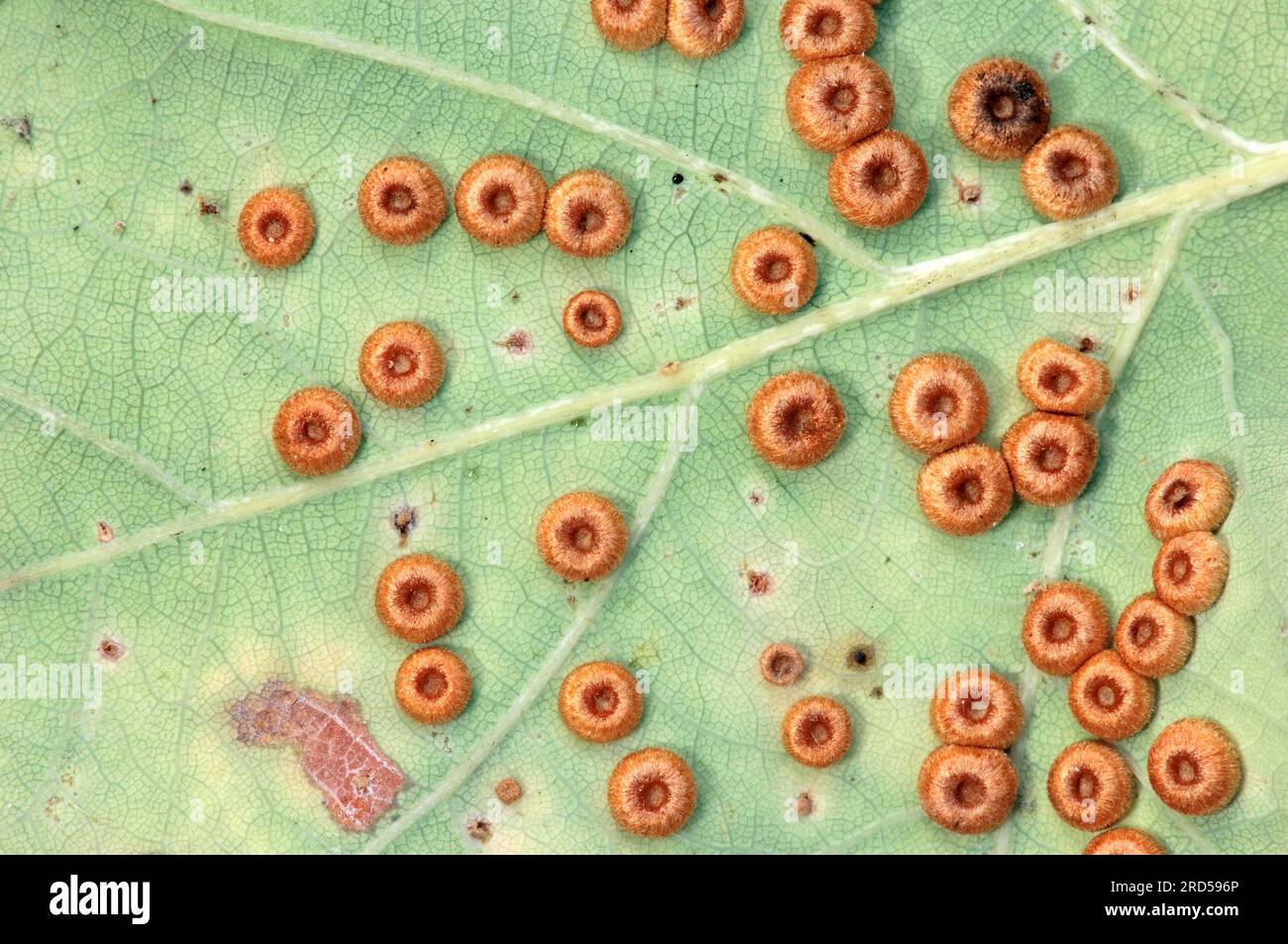 Galls bird hi-res stock photography and images - Alamy